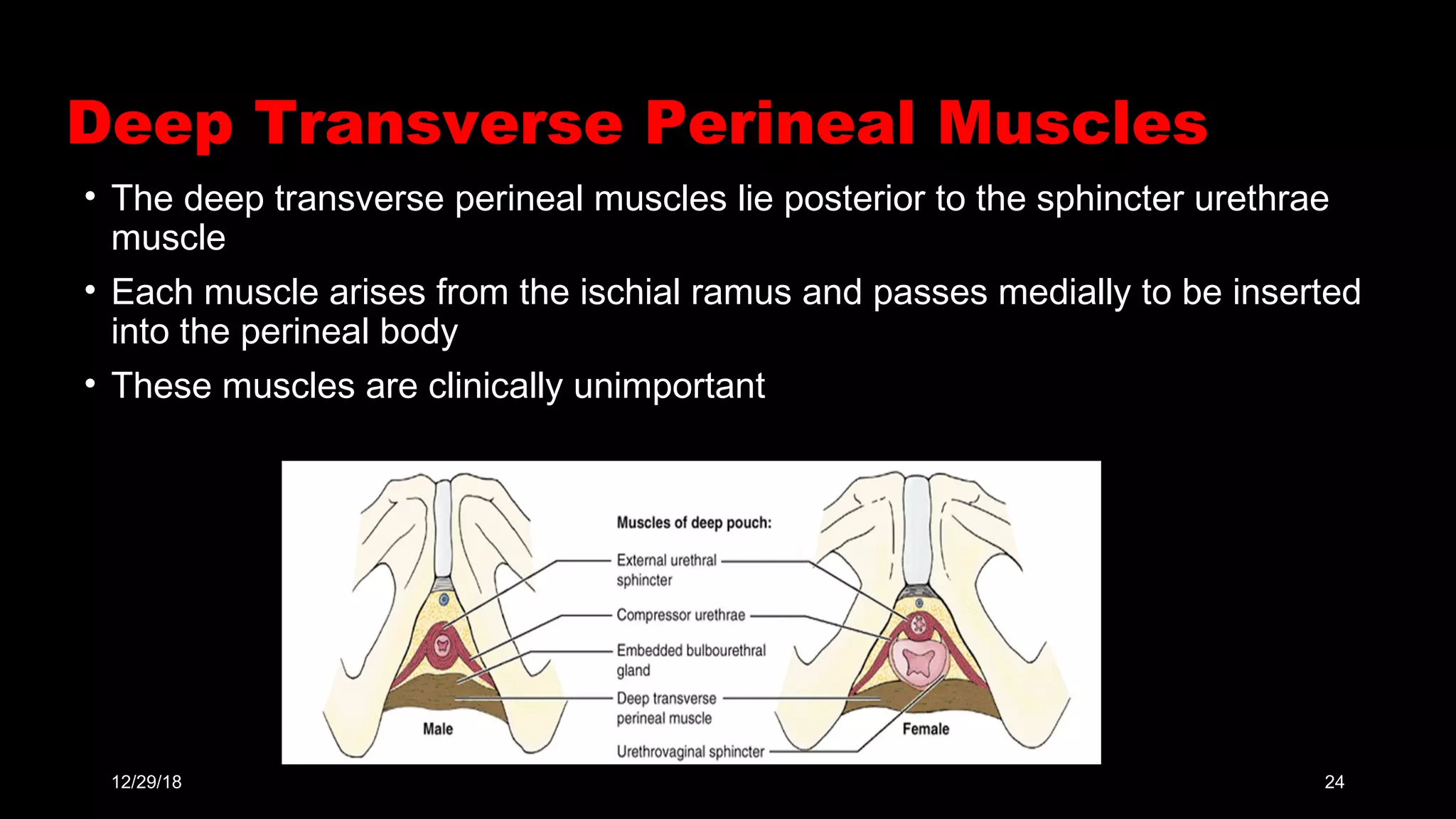 Perineal pouches & urogenital diaphragm | PPT