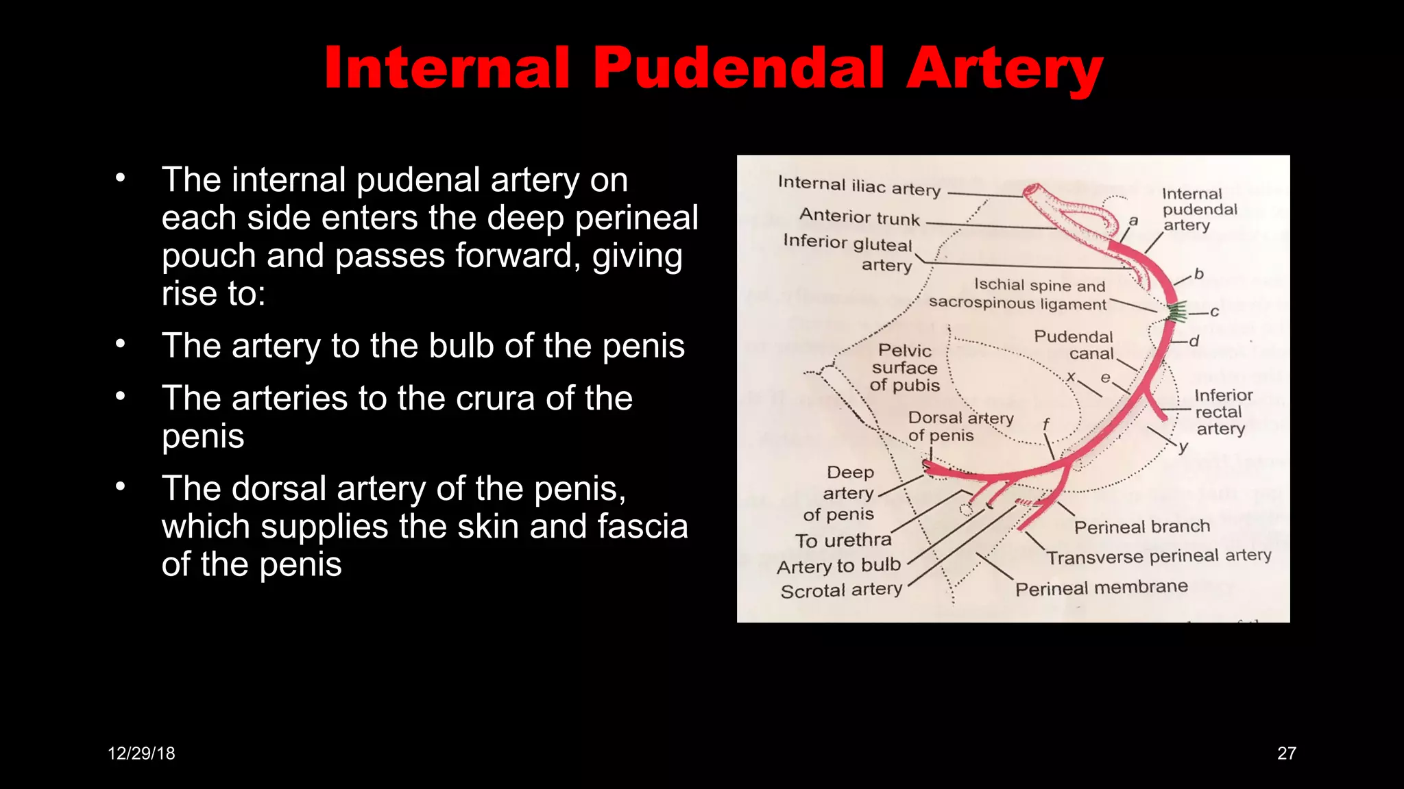 Perineal pouches & urogenital diaphragm | PPT