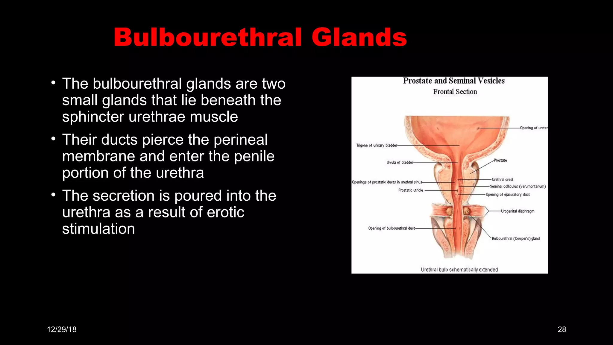 Perineal pouches & urogenital diaphragm | PPT
