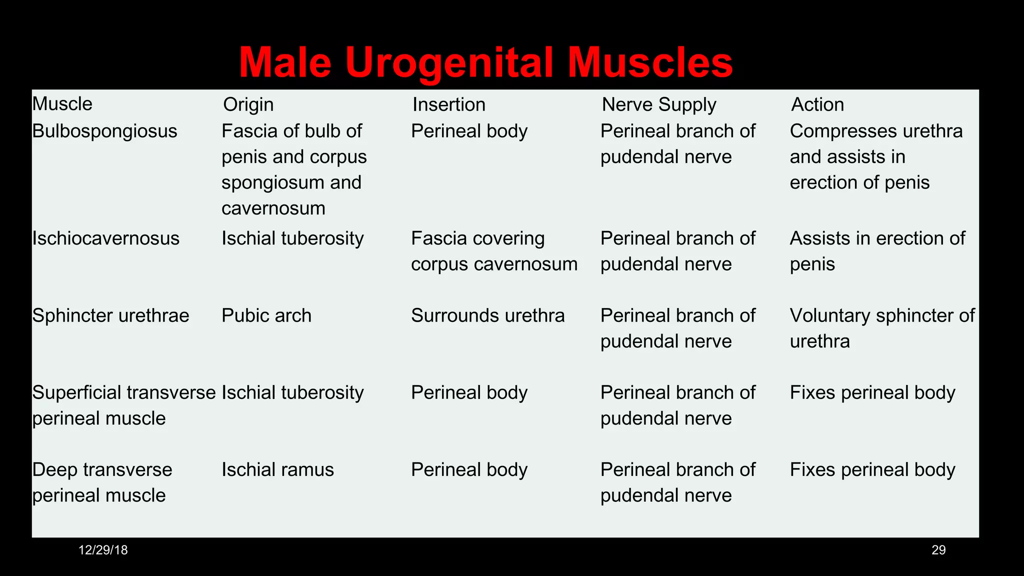 Perineal pouches & urogenital diaphragm | PPT