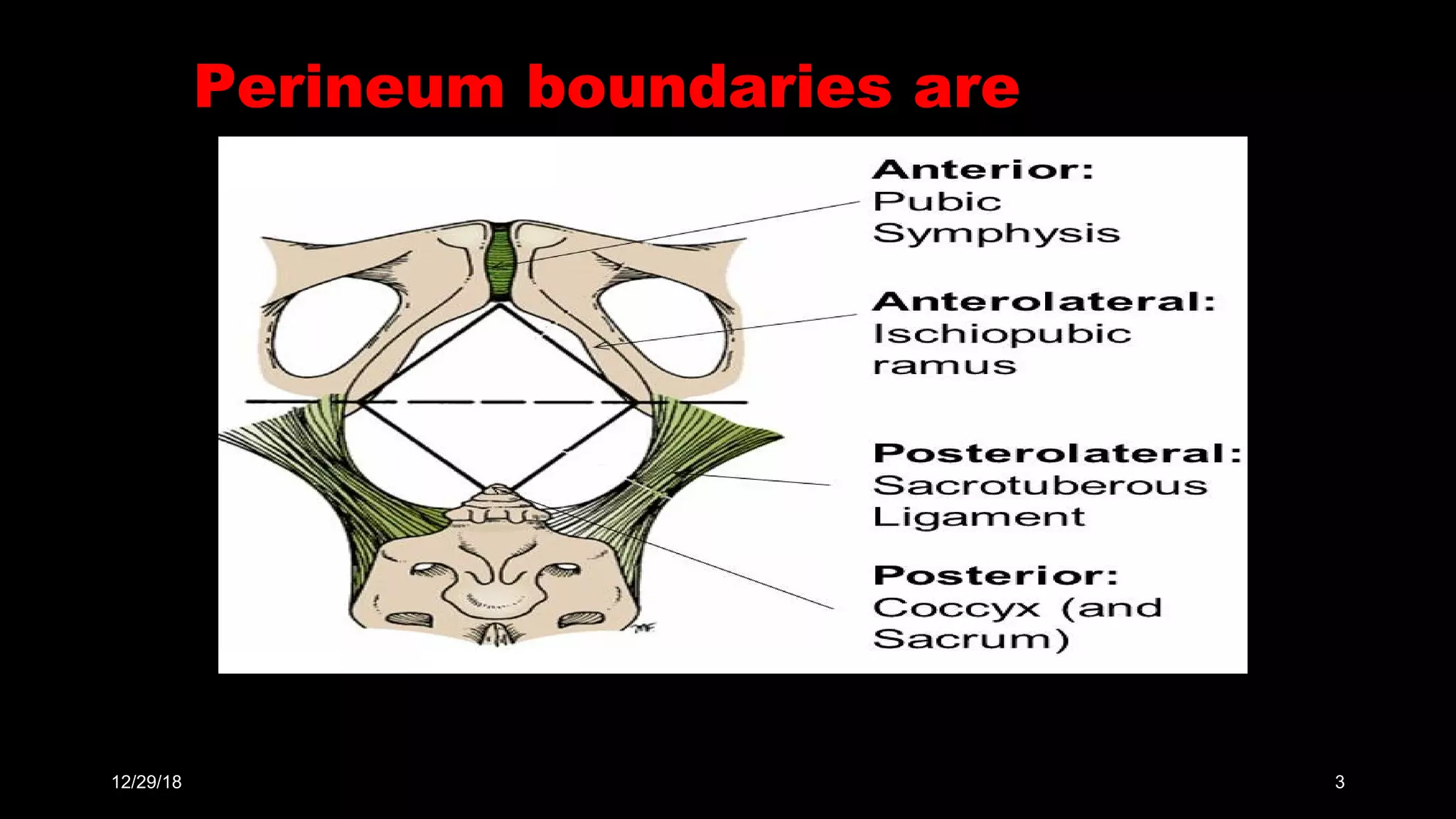 Perineal pouches & urogenital diaphragm | PPT