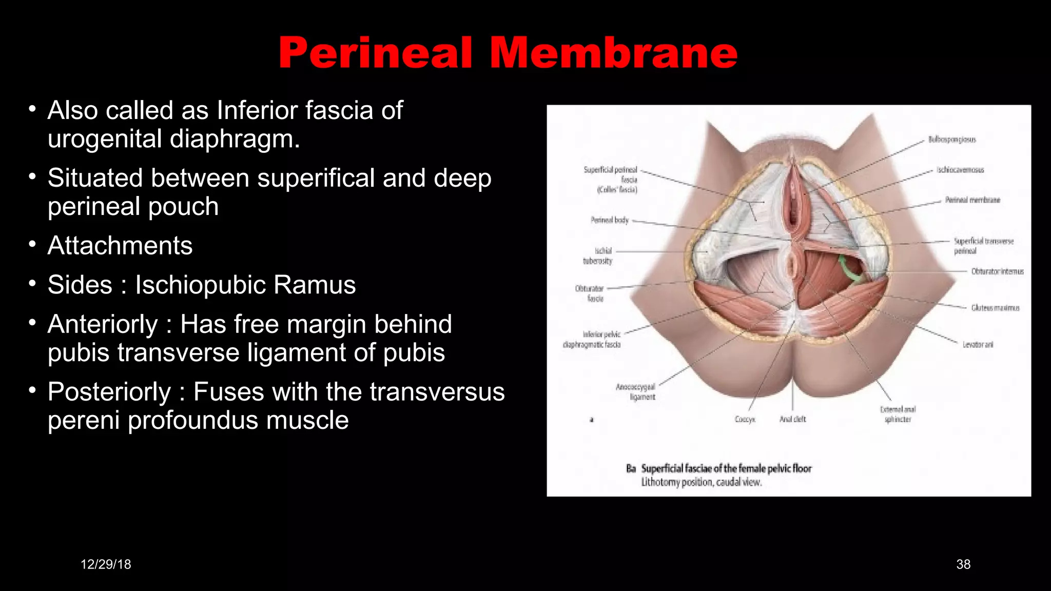 Perineal pouches & urogenital diaphragm | PPT