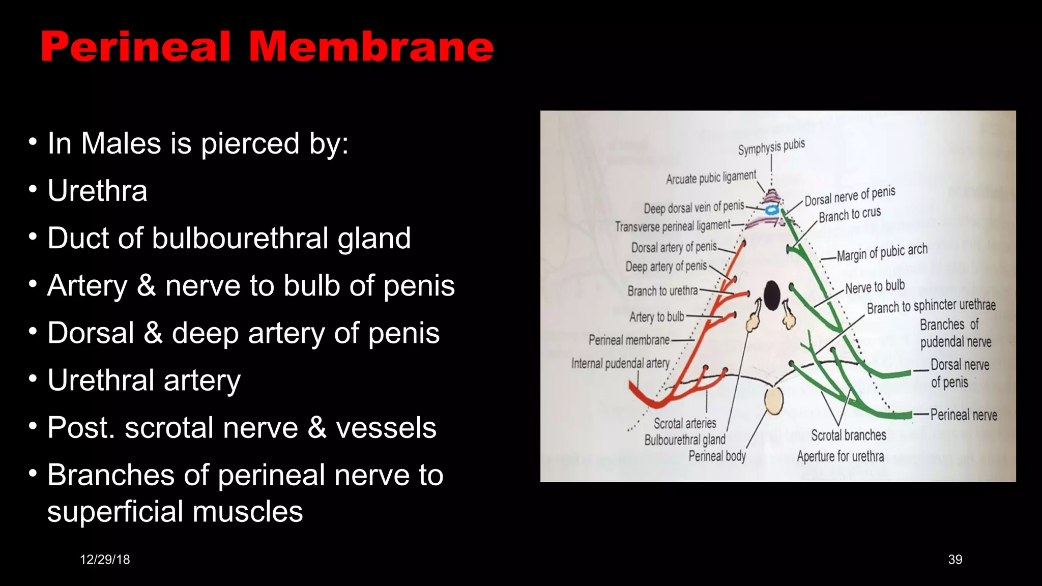 Perineal pouches & urogenital diaphragm | PPT