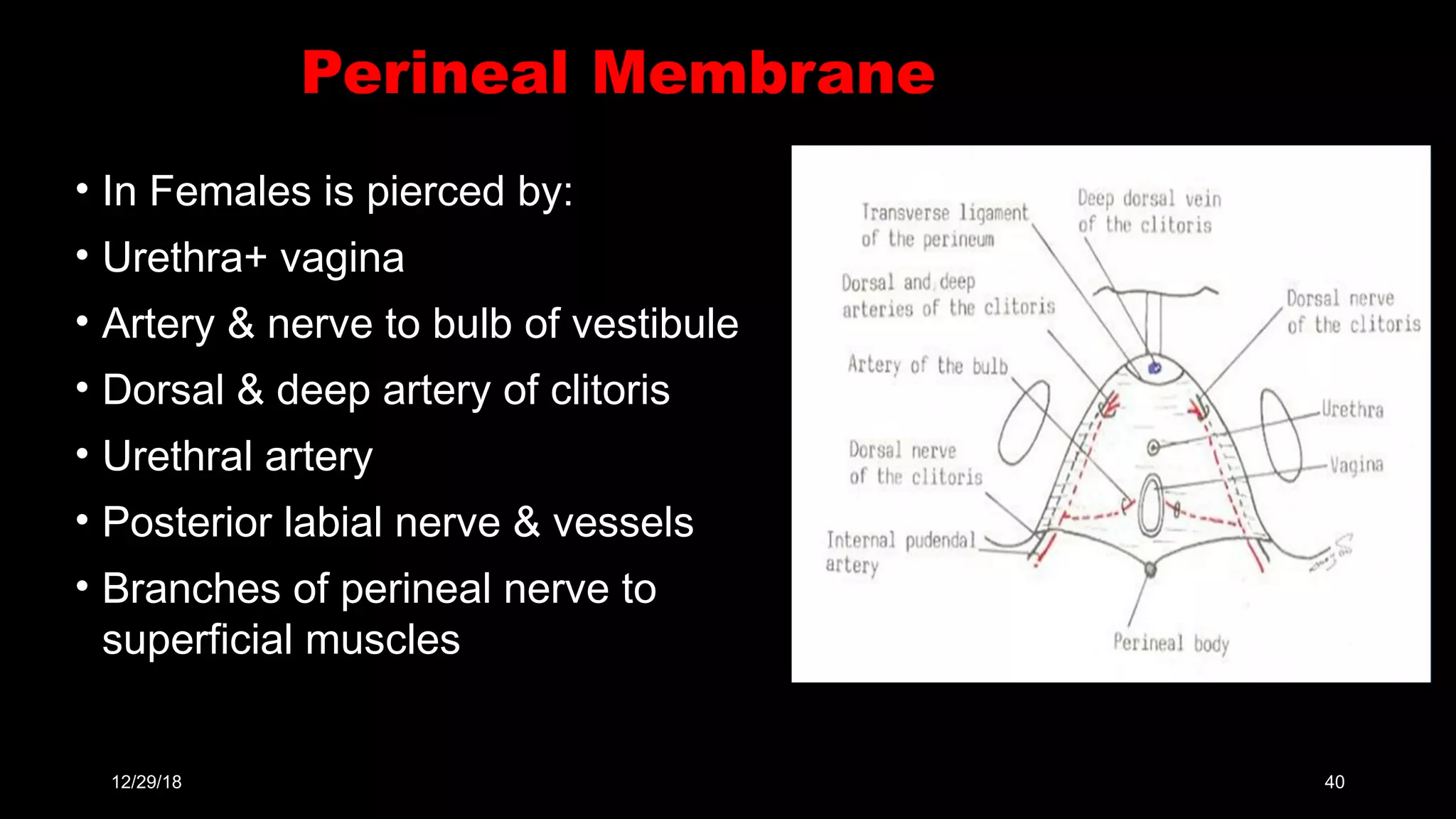 Perineal pouches & urogenital diaphragm | PPT