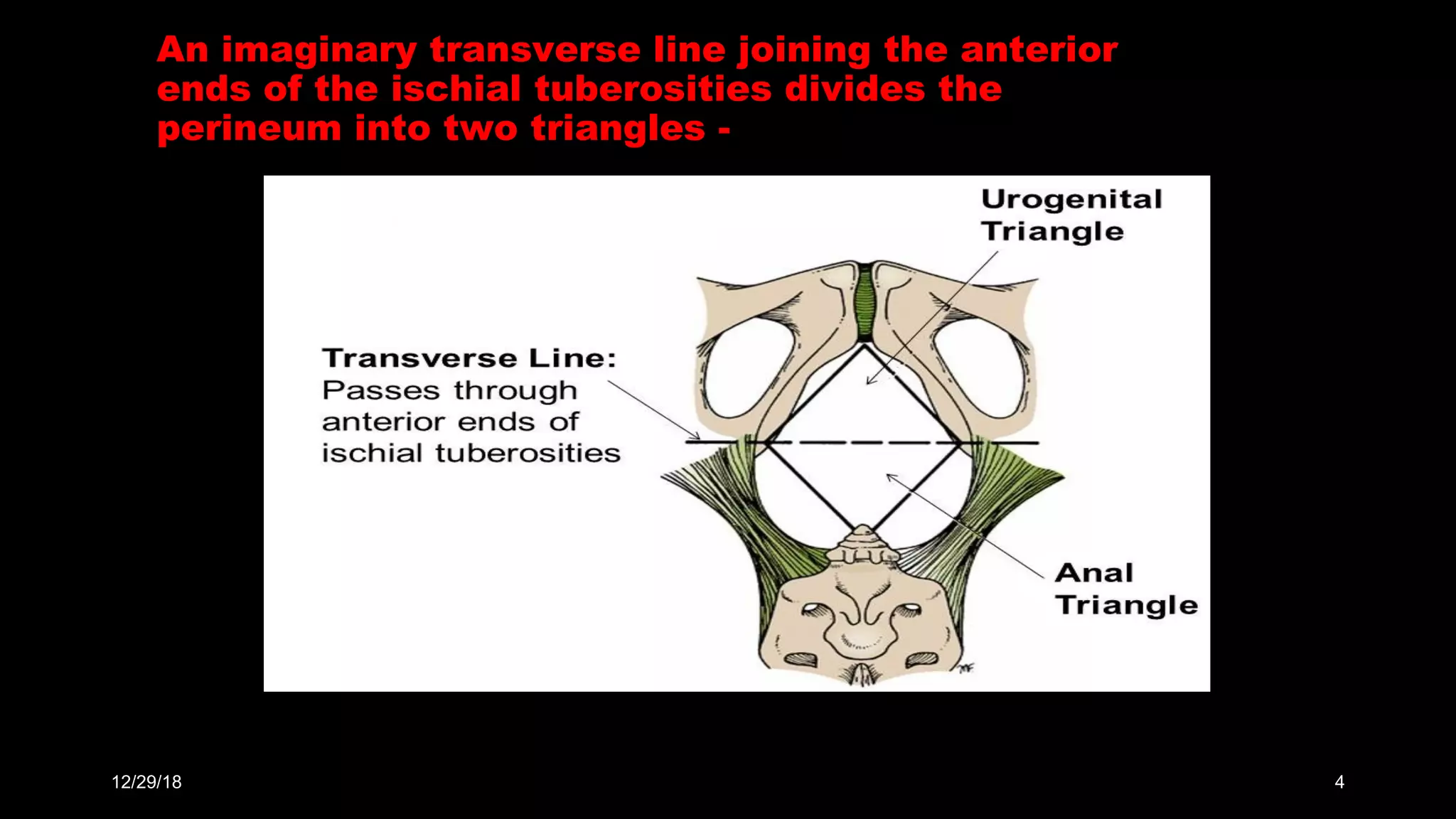 Perineal pouches & urogenital diaphragm | PPT