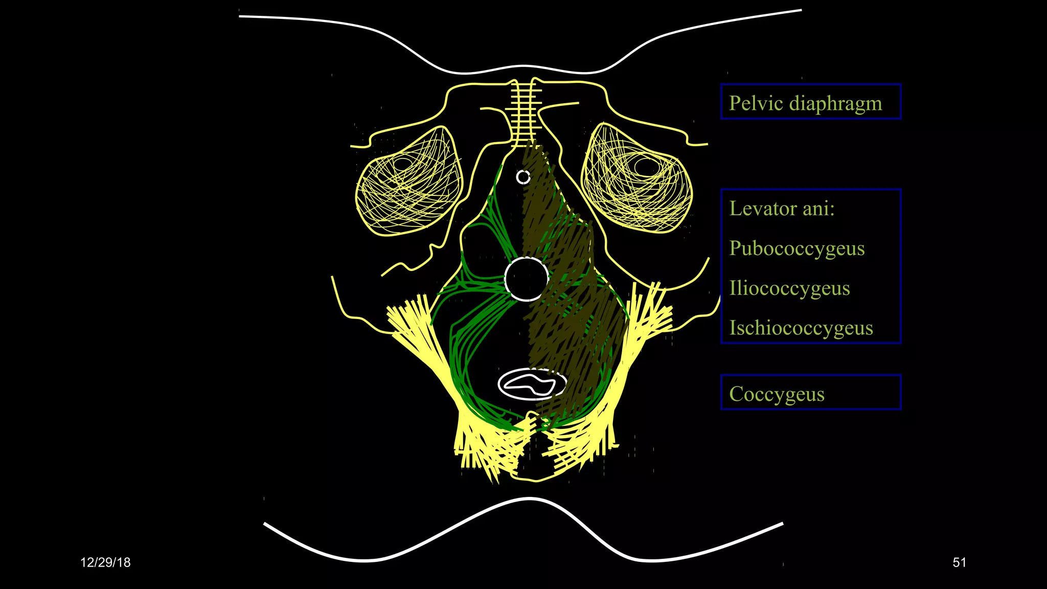 Perineal pouches & urogenital diaphragm | PPT