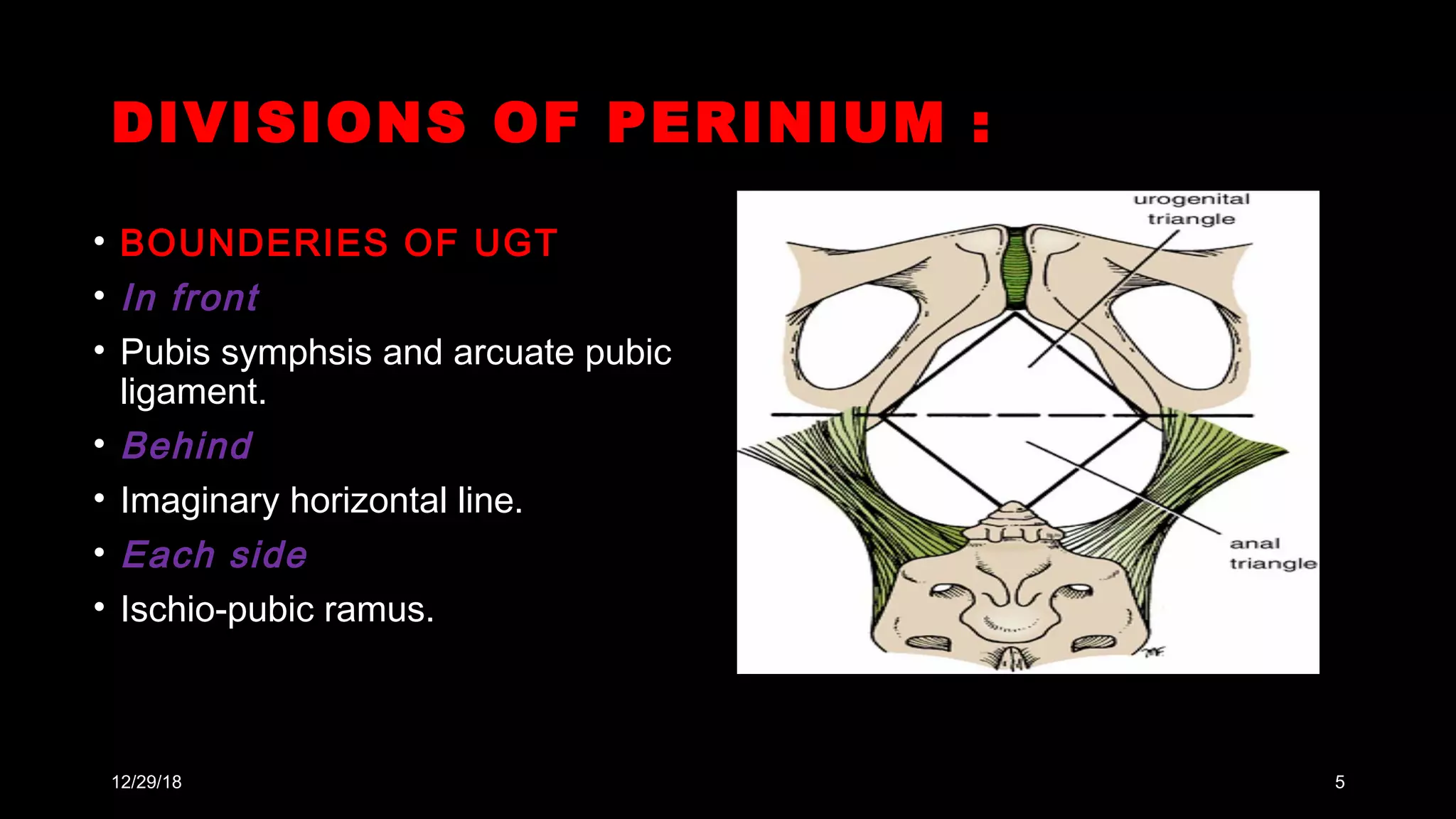 Perineal pouches & urogenital diaphragm | PPT