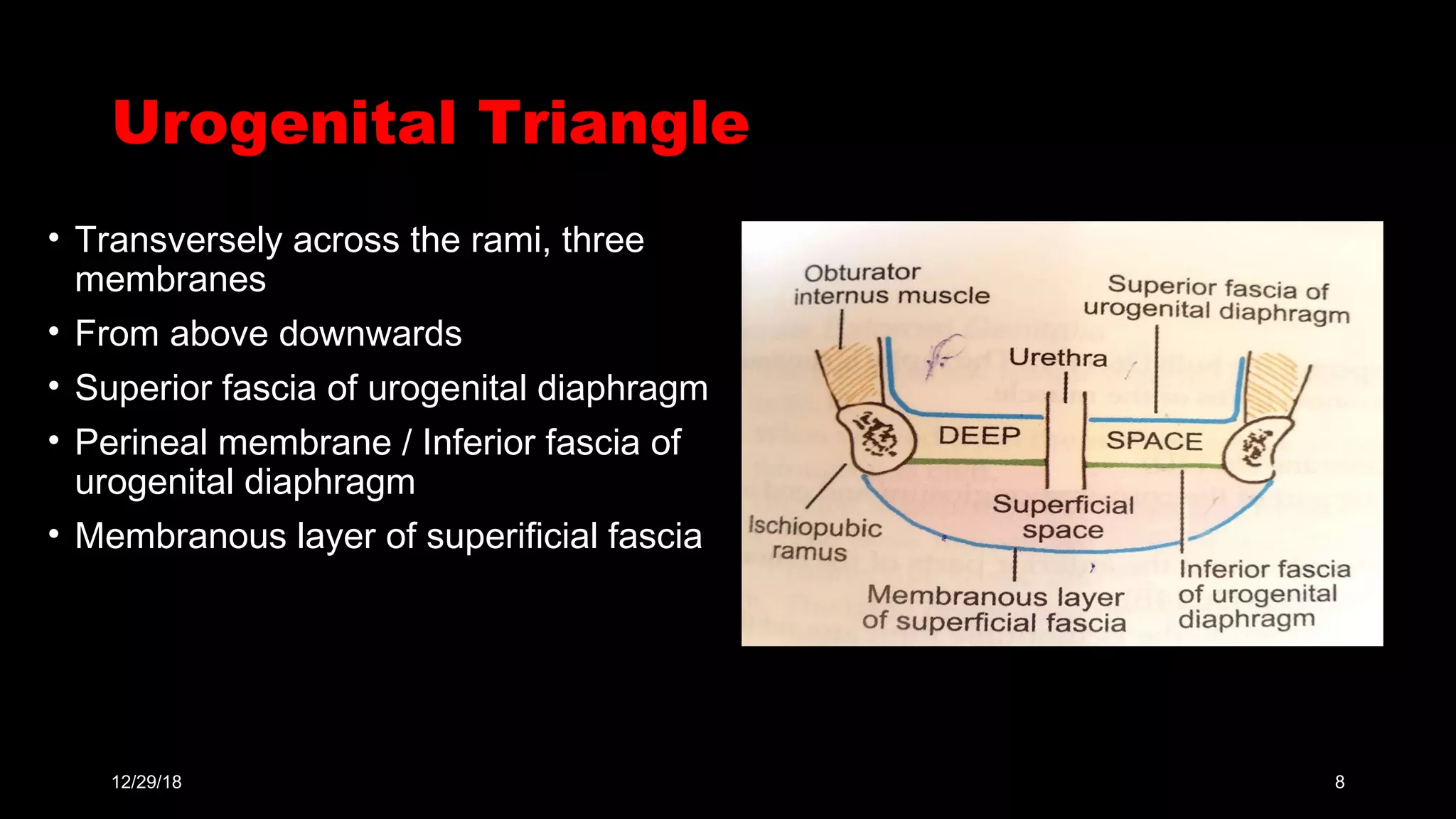 Perineal pouches & urogenital diaphragm | PPT
