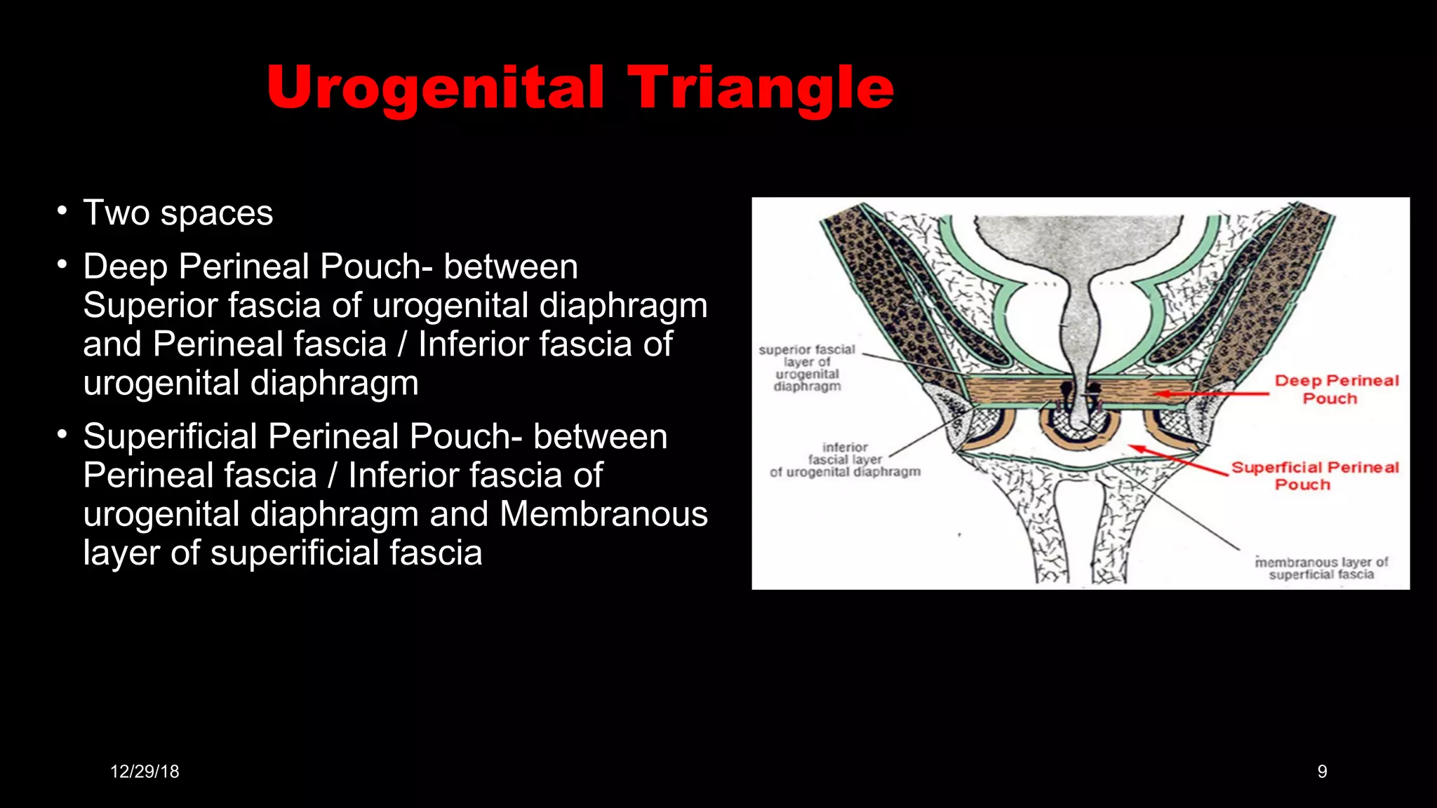 Perineal pouches & urogenital diaphragm | PPT