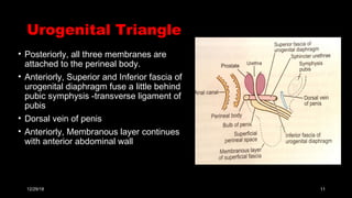 Perineal pouches & urogenital diaphragm | PPT