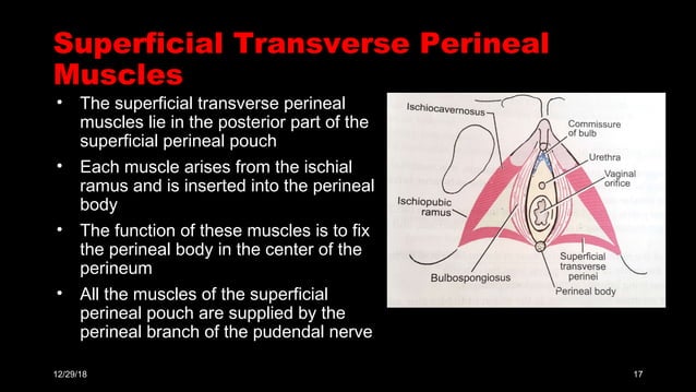 Perineal pouches & urogenital diaphragm | PPT