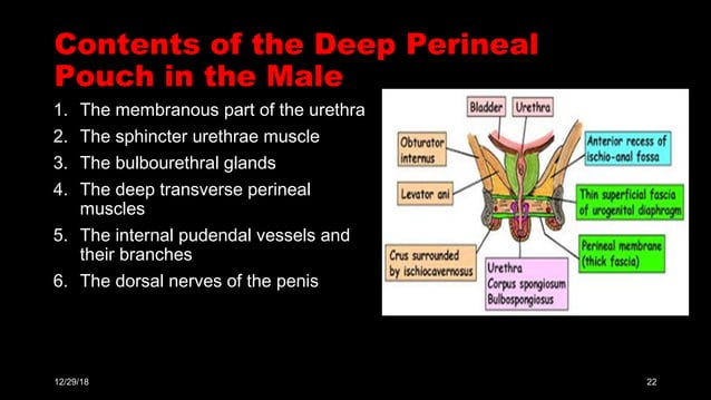 Perineal pouches & urogenital diaphragm | PPT