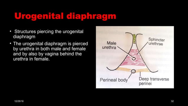 Perineal pouches & urogenital diaphragm | PPT