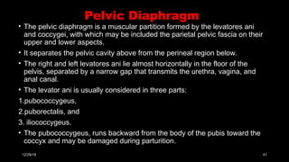 Perineal pouches & urogenital diaphragm | PPT