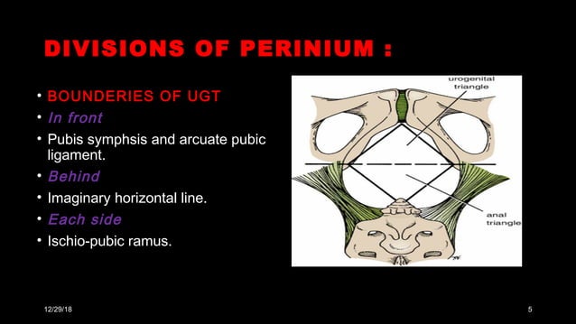 Perineal pouches & urogenital diaphragm | PPT