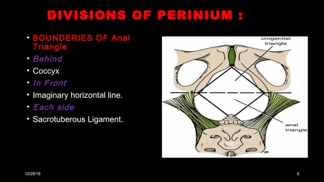 Perineal pouches & urogenital diaphragm | PPT