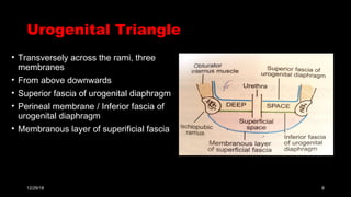 Perineal pouches & urogenital diaphragm | PPT