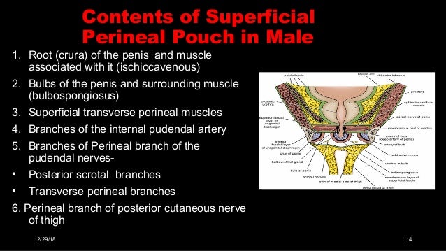 Perineal pouches & urogenital diaphragm