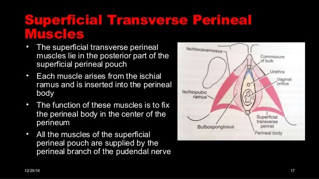 Perineal pouches & urogenital diaphragm