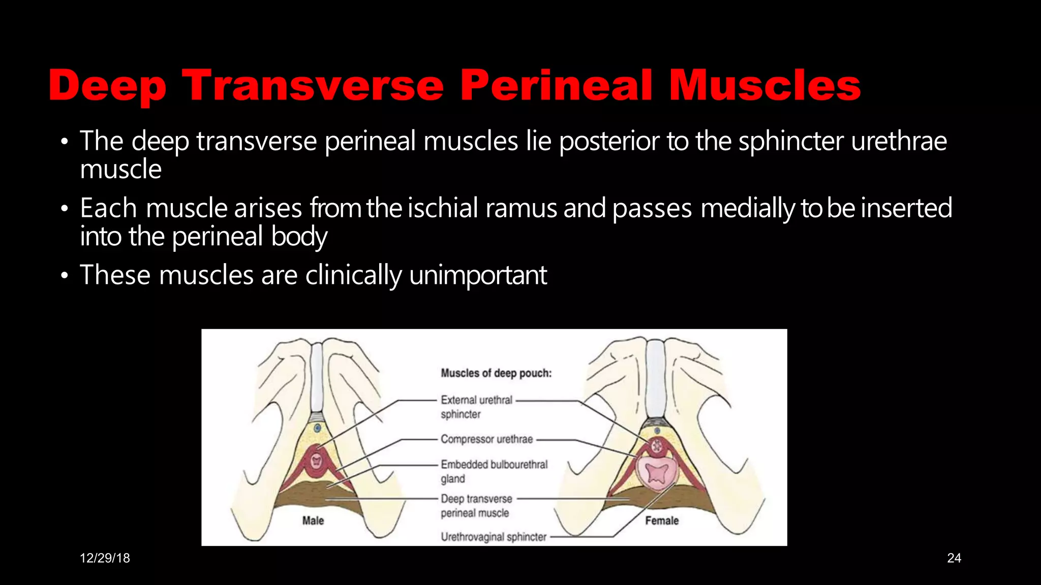 perineal pouches ur diaphragm ppt.pptx