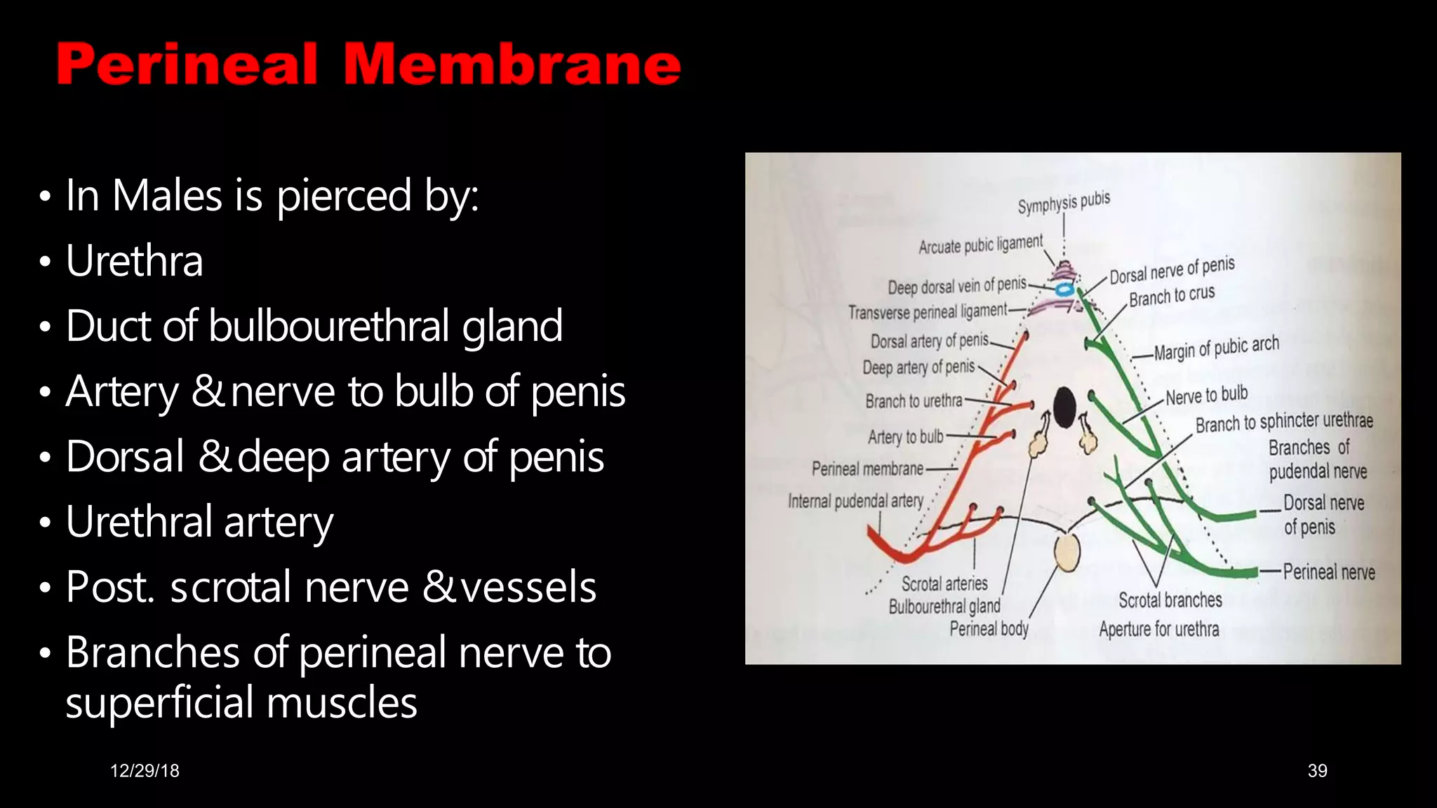 perineal pouches ur diaphragm ppt.pptx