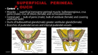 perineal pouches ur diaphragm ppt.pptx