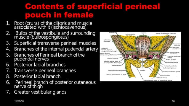 perineal pouches ur diaphragm ppt.pptx