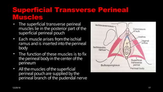 perineal pouches ur diaphragm ppt.pptx