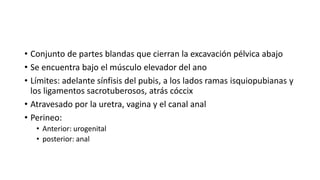Anatomía del Perineo femenino | PPTX
