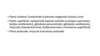 Anatomía del Perineo femenino | PPTX