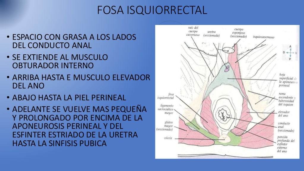 Perineo o suelo pelvico