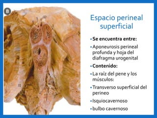 PERINÉ: Perineo superficial | PPTX