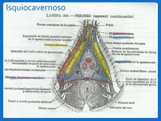 PERINÉ: Perineo superficial | PPT