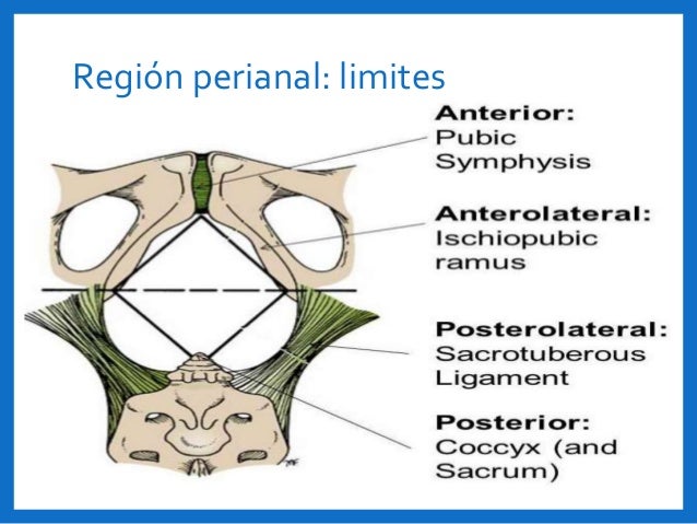 PERINÉ: Perineo superficial