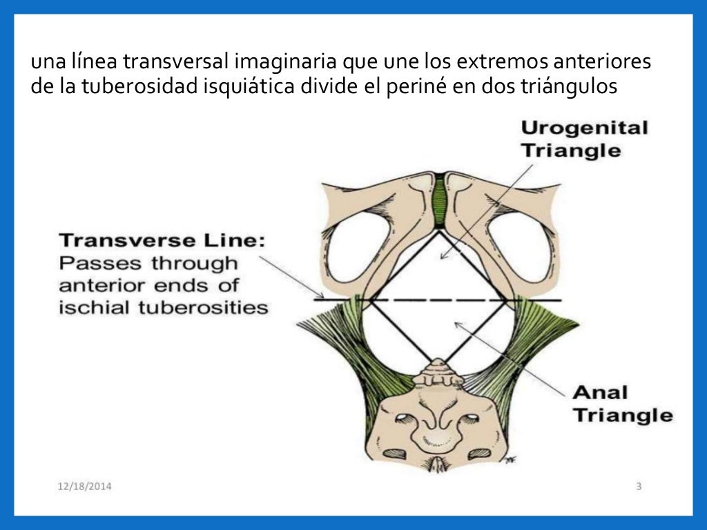 PERINÉ: Perineo superficial