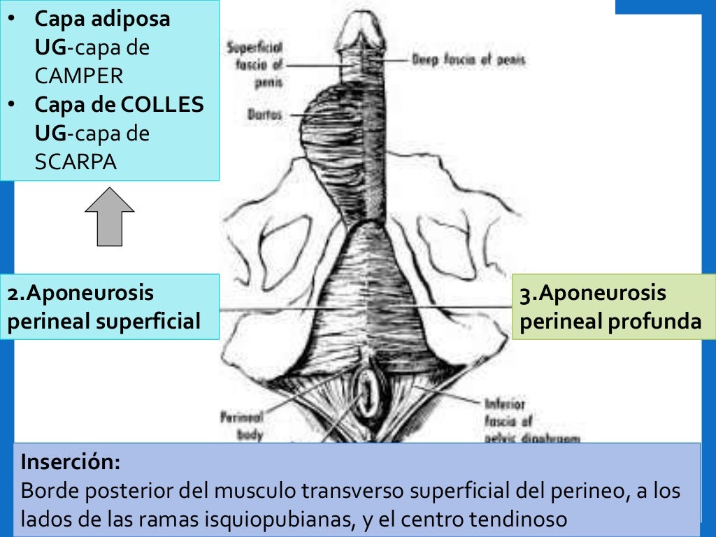 PERINÉ: Perineo superficial