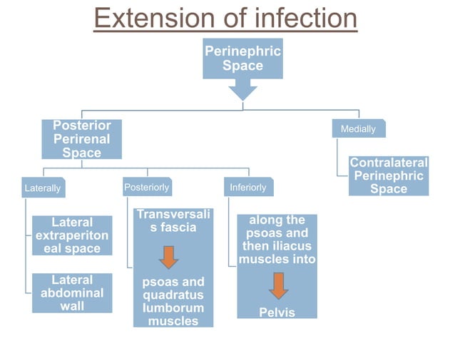 Perinephric abscess imaging | PPTX | Digestive Disorders | Diseases and ...