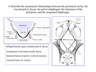 perine anatomisi (fazlası için www.tipfakultesi.org) | PPT