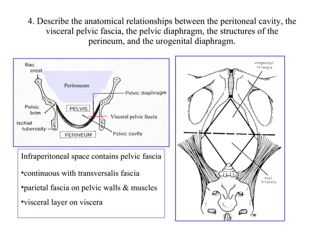 perine anatomisi (fazlası için www.tipfakultesi.org) | PPT