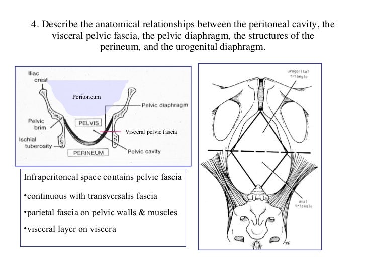 perine anatomisi (fazlası için www.tipfakultesi.org)