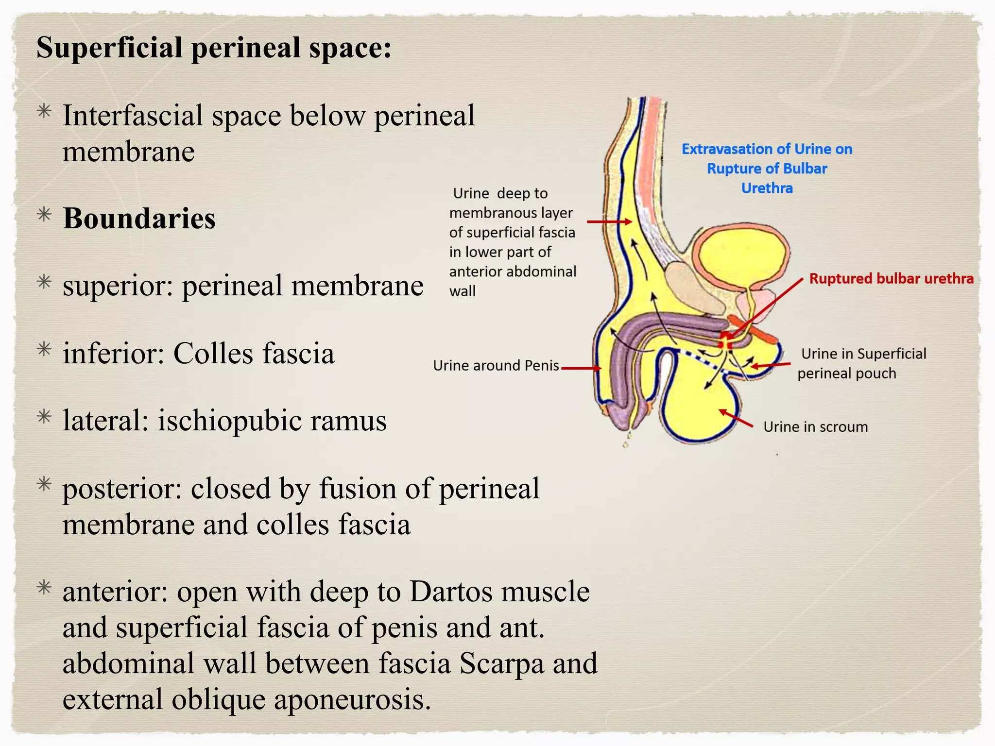 Perineum | PDF