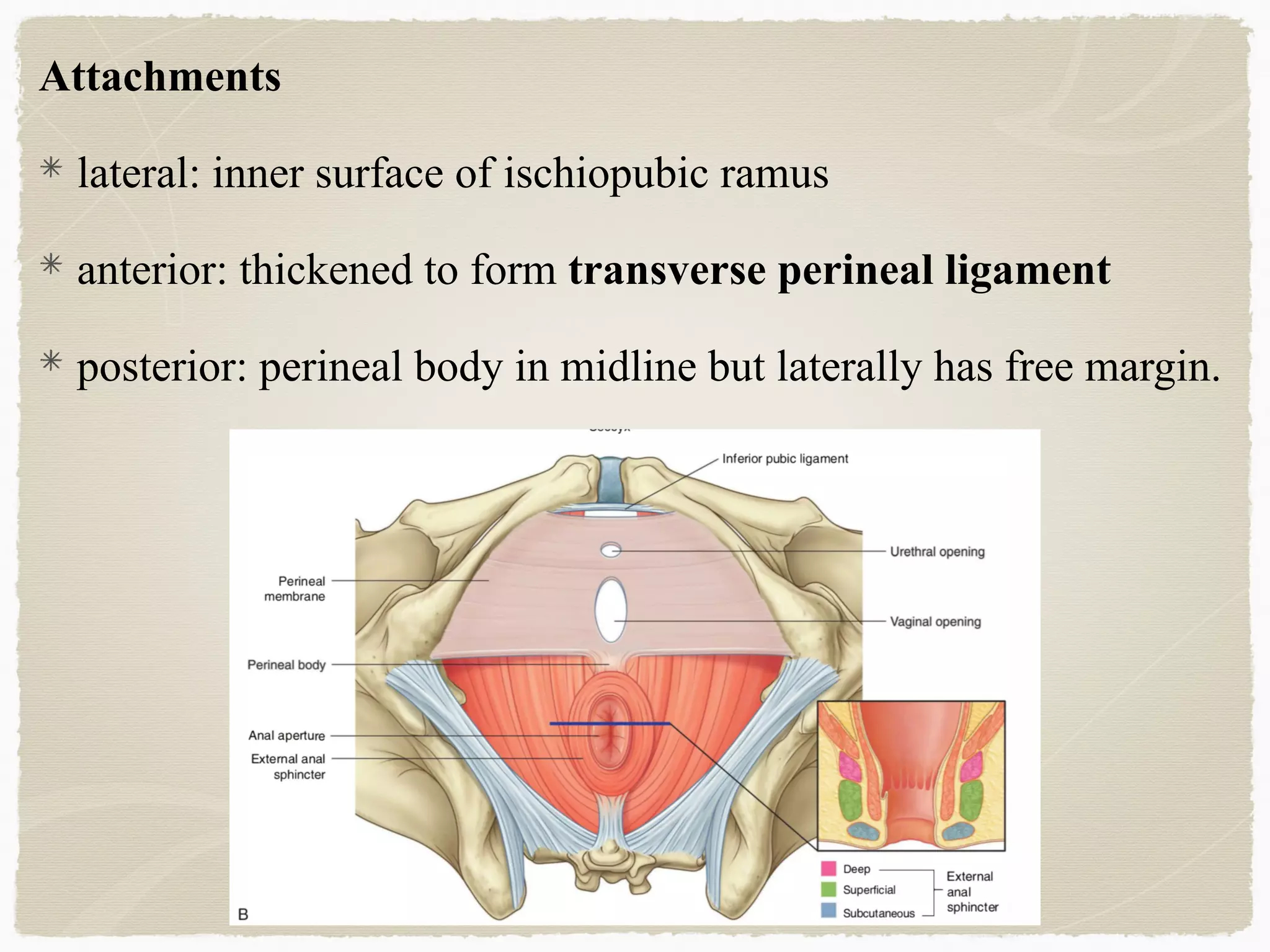 Perineum | PDF