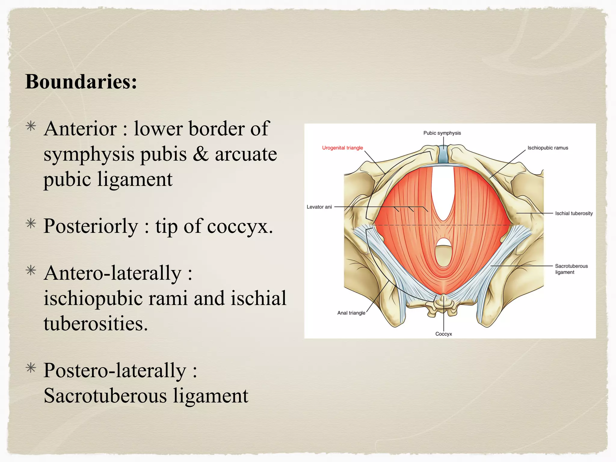 Urogenital Triangle Ppt