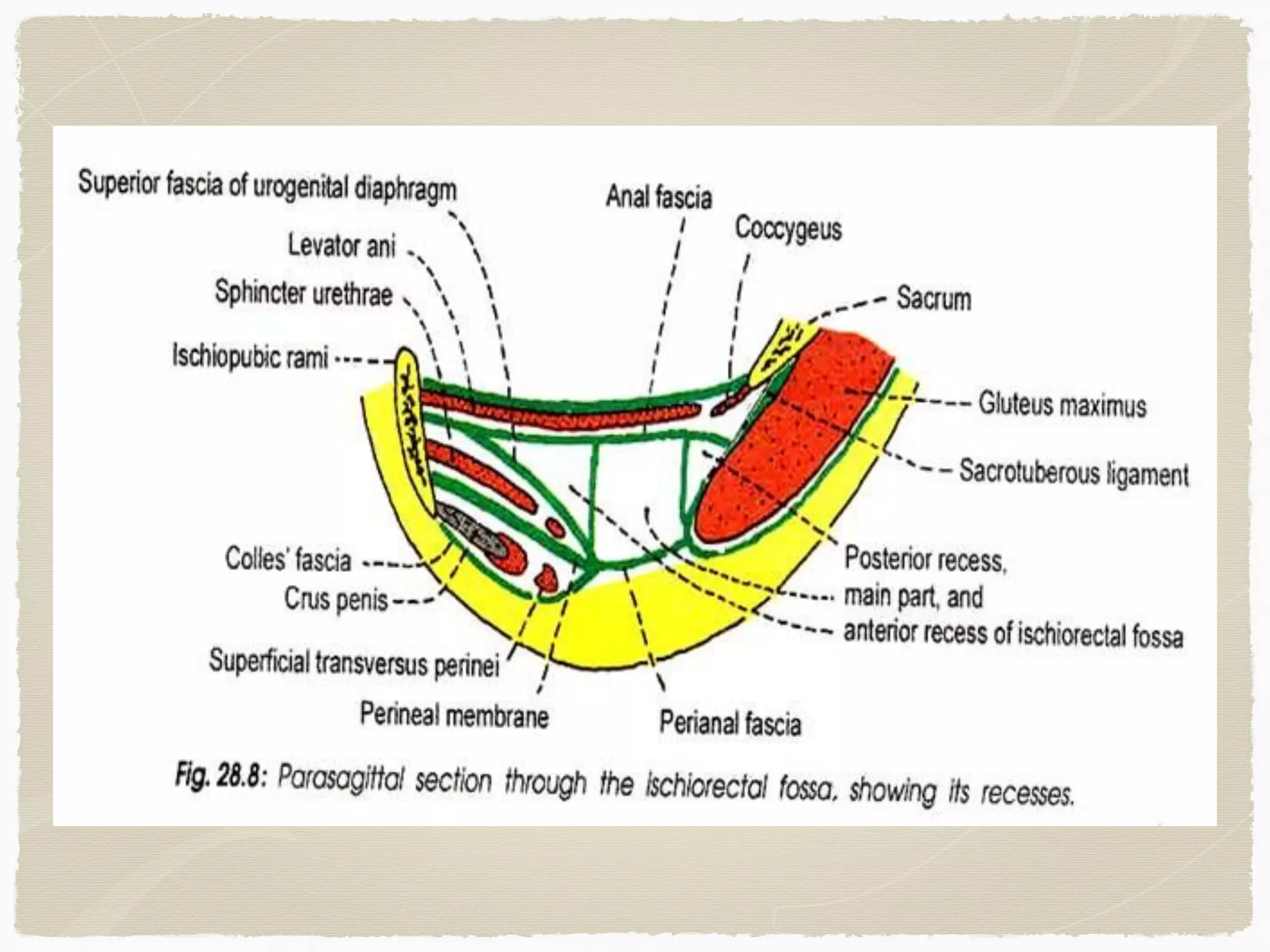 Perineum | PDF