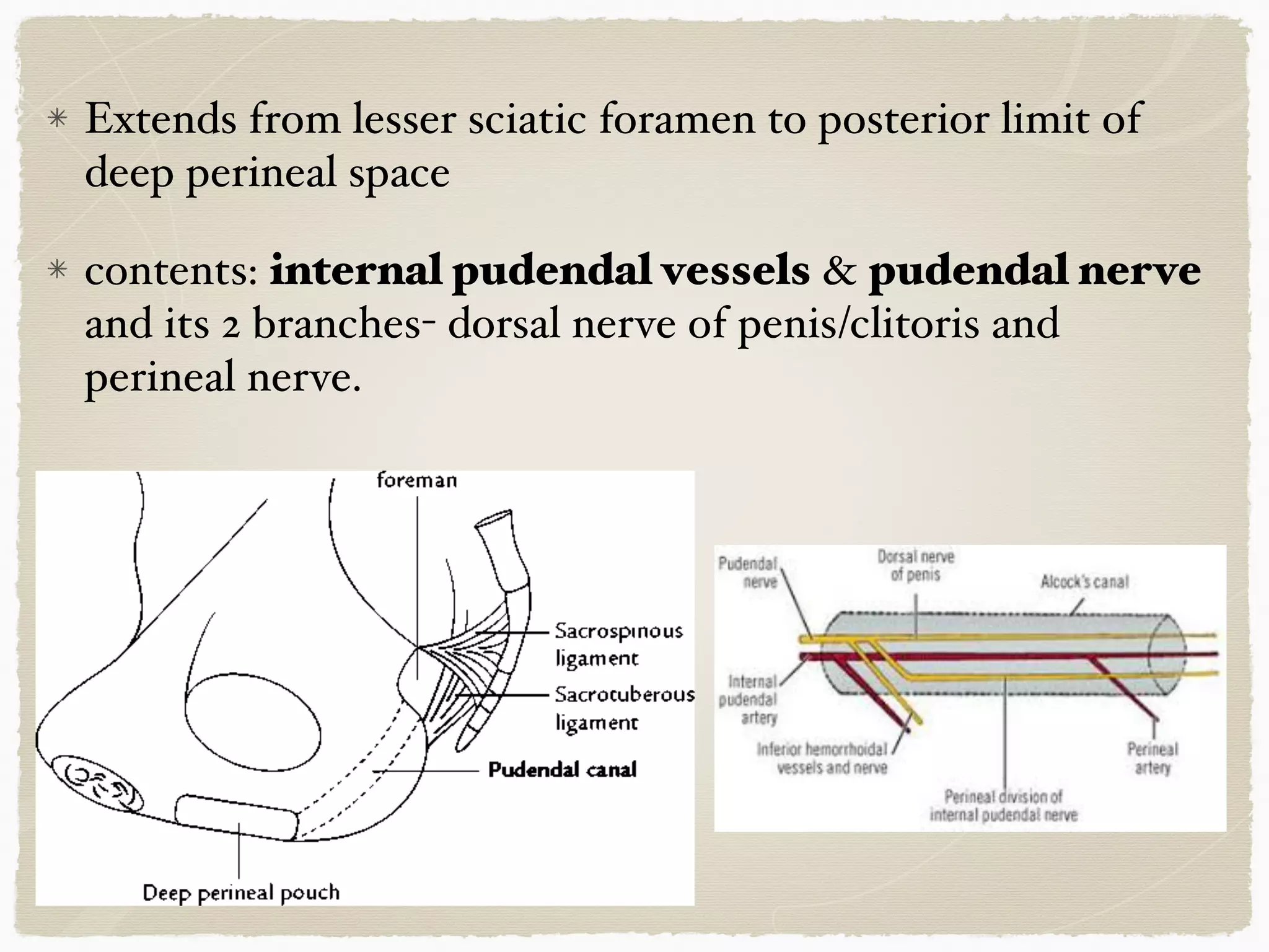 Perineum | PDF