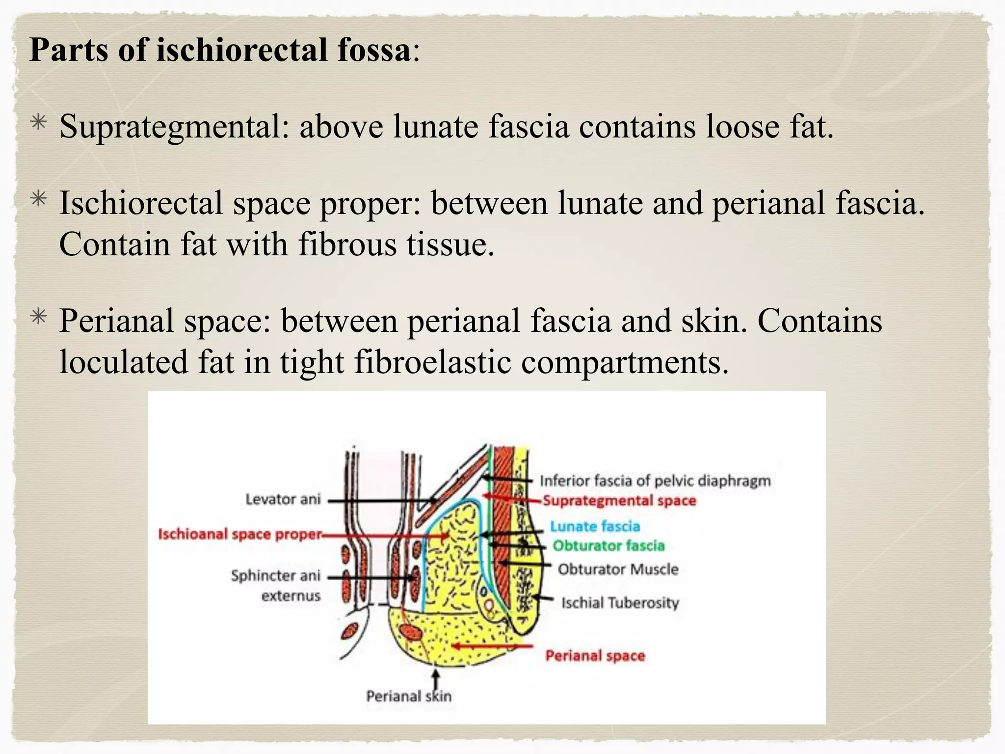 Perineum | PDF
