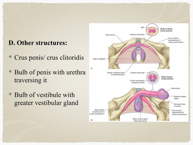 Perineum | PDF