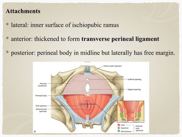 Perineum | PDF