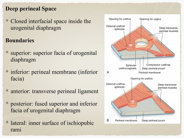 Perineum | PDF