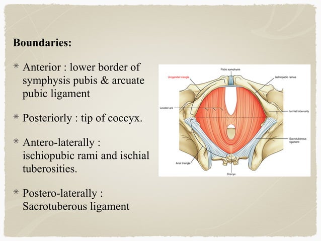 Perineum | PDF